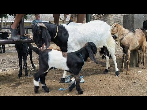 1.250 !! Babon Anak Jantan Satu Ekor & Bakalan Harga Murah !! Pasar ...