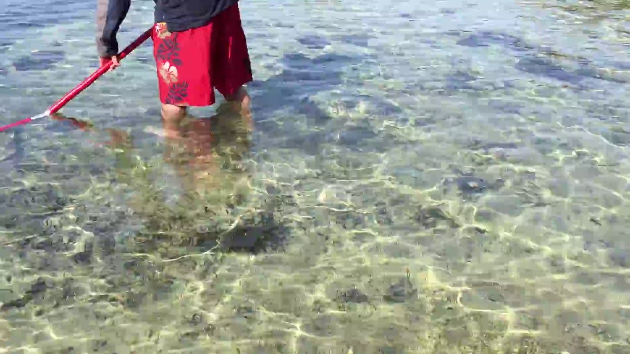 Raking the bottom of lake - beach cleaning - shore maintenance - YouTube