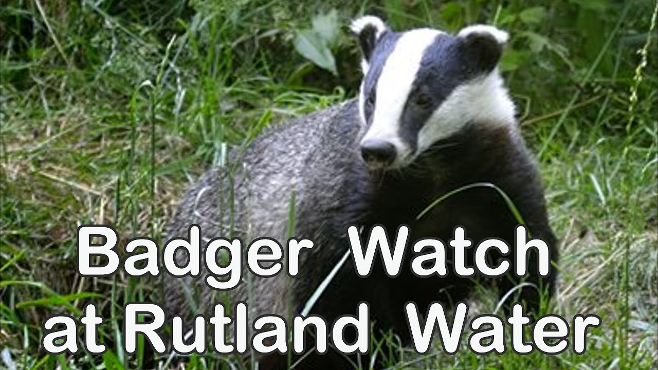 Badger Watch at Rutland Water - 9th Sept 2024 - YouTube