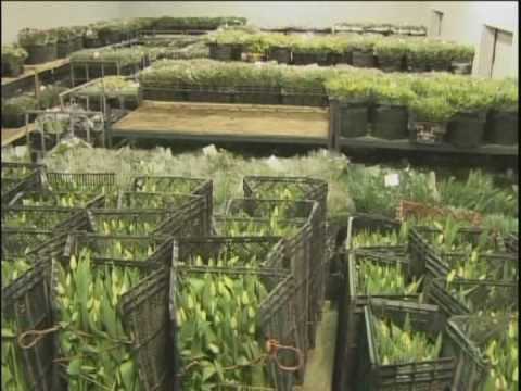 Holland America Bulb Farms - YouTube