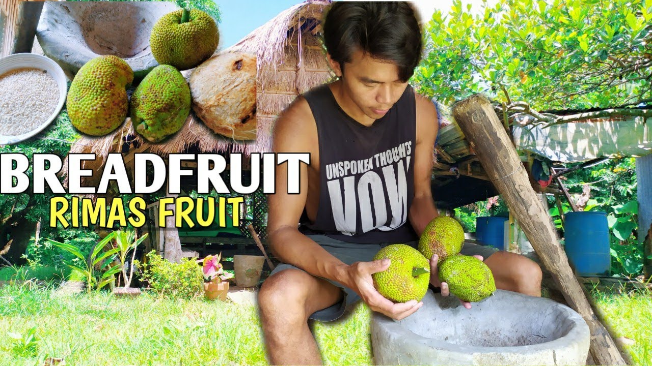 TRADITIONAL WAY OF MAKING BREADFRUIT(RIMAS) KAKANIN| PROMDI BOY | LIFE ...