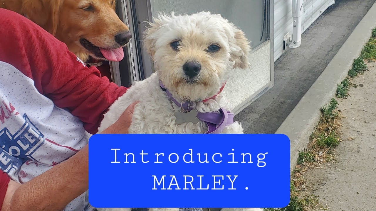 Getting ready for Marley....Van work never ends - YouTube