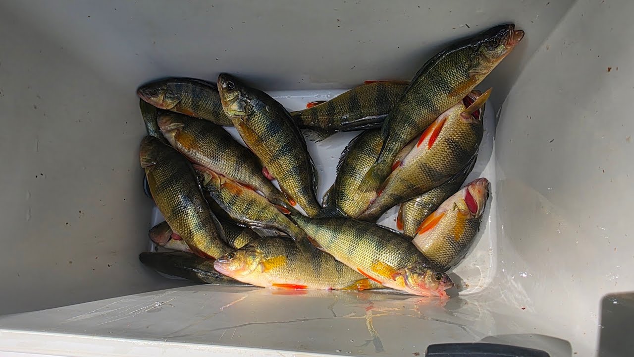 Perch Catch,Clean and Cook - YouTube