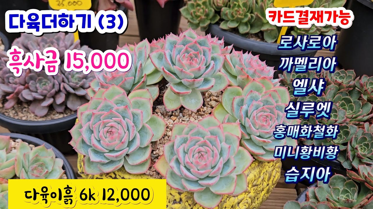 다육더하기3 예쁜 다육이 군생 흑사금 15000 핑크마녀 실루엣 대품 엘샤 습지아 핑크드림 까멜리아 로사로아 배합토