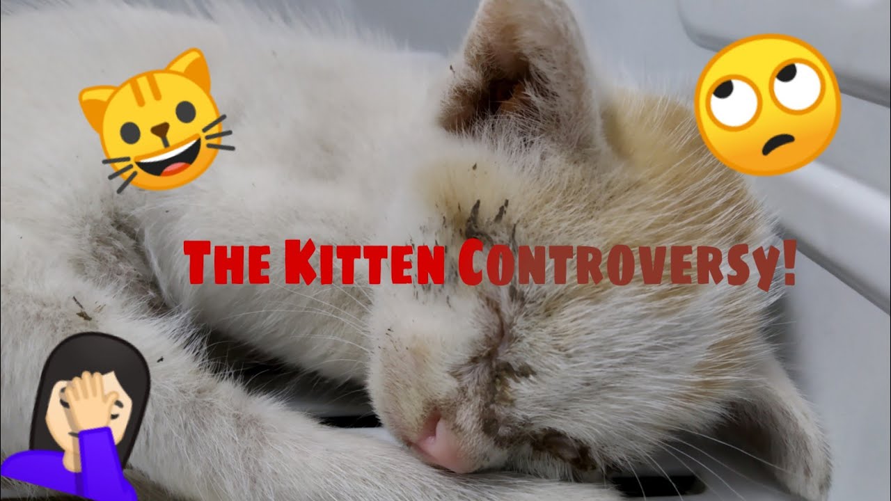 The Kitten Controversy - YouTube