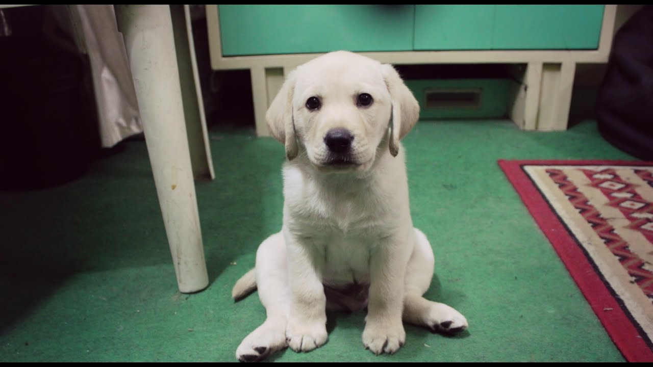 Cute Labrador Puppy Funny Moments | 2 Minutes of Pure Joy | Austin The ...