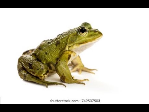 Basic Knowledge on Bull Frog ||Rana tigrina|| Hoplobatrachus tigrinus ...
