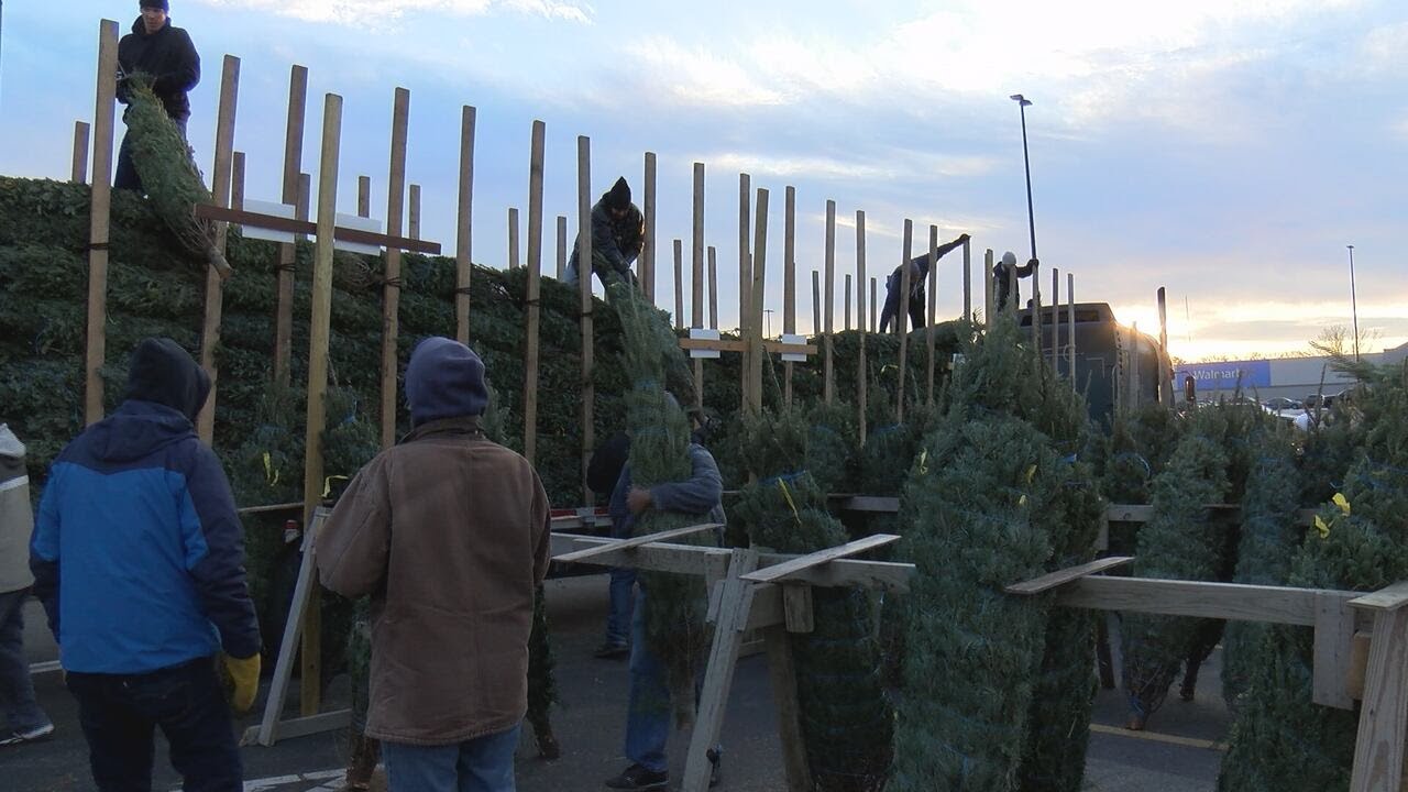 35th Annual Lions Club Christmas Tree Sale begins, Darian Leddy reports ...