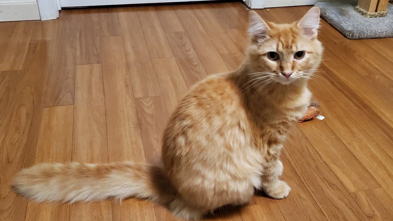 We adopted an 8-months-old kitten! - YouTube