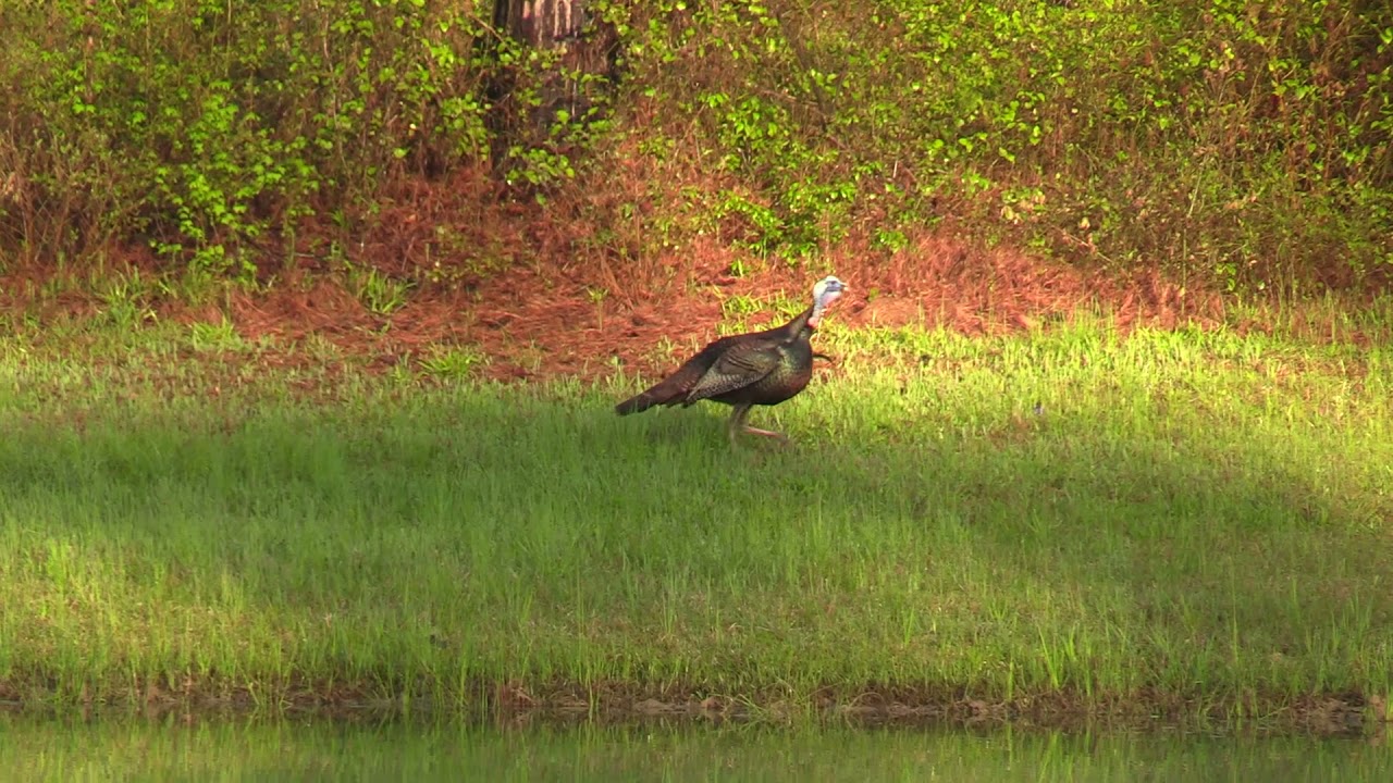 Jake with a full gobble - YouTube