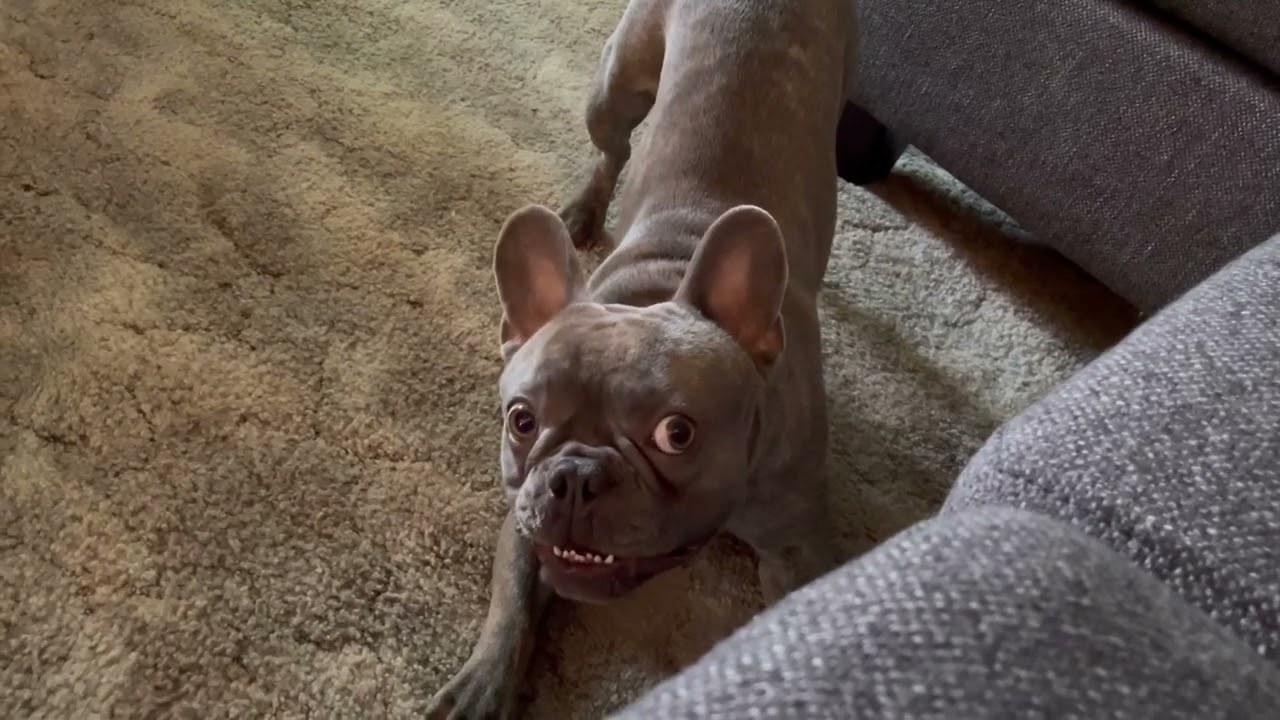 Toast the Frenchie is Being a Ham for the Camera Again - YouTube