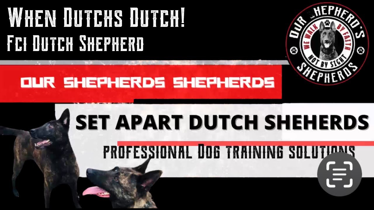 THE AMAZING ,THE LOYAL, THE PROUD ,”THE FCI DUTCH SHEPHERD ...