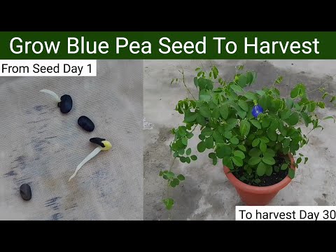 How To Grow Blue Pea Flower From Seeds