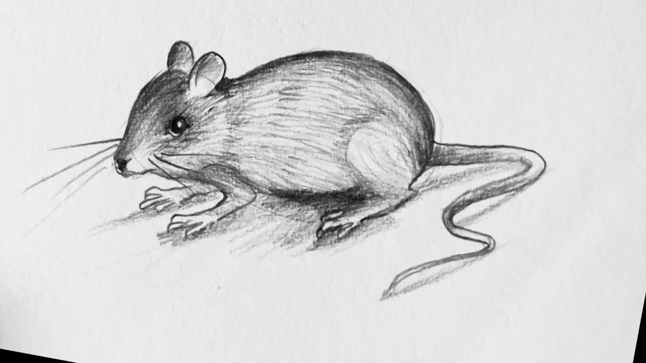 How To Draw A Real Mouse