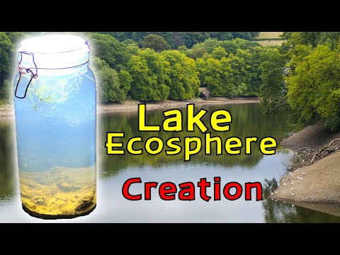 Creating a Lake Ecosphere │ An ECOSYSTEM within a SEALED glass JAR ...
