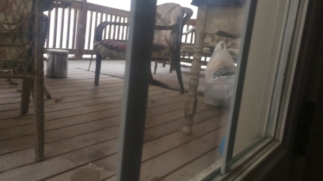 A Smol Berb I Found on my Porch - YouTube