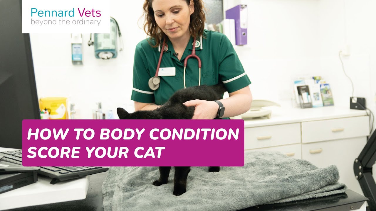 How to body condition score your cat - YouTube