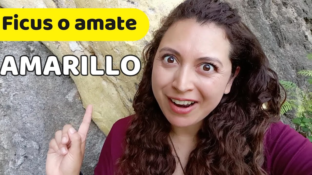 Ficus o Amate amarillo: características, cuidados y usos en la medicina ...