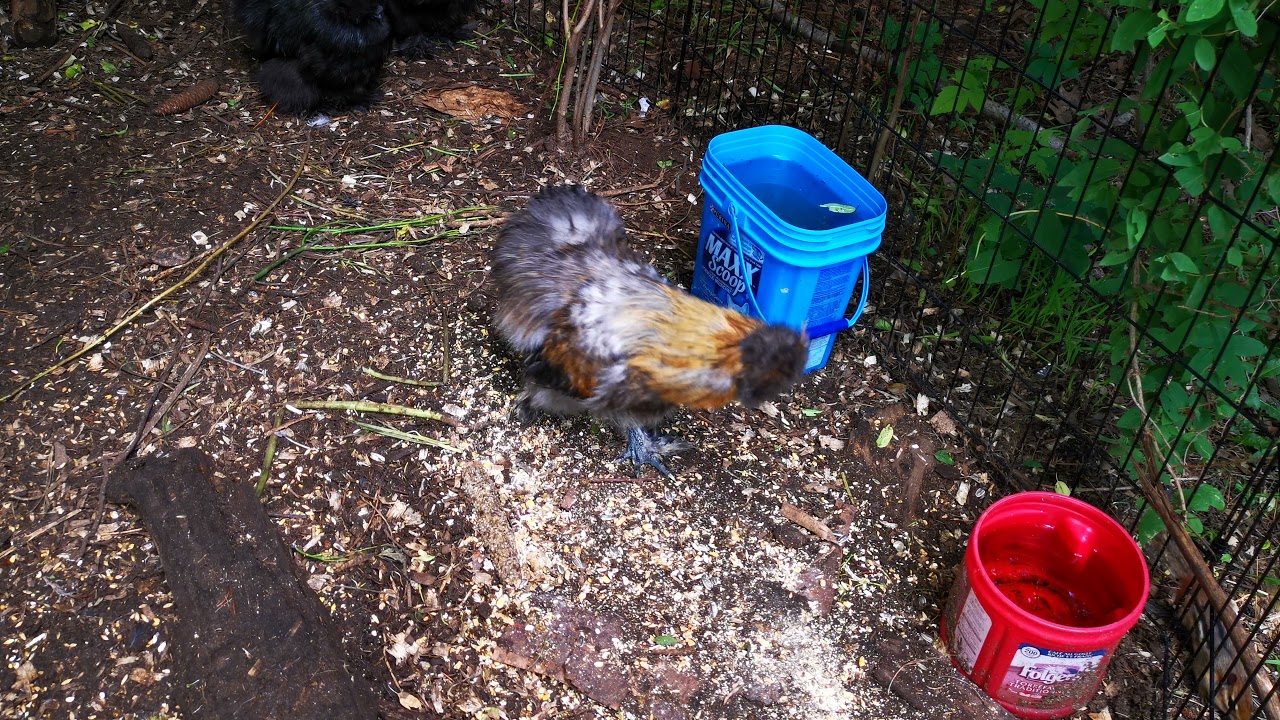 Sneaky Chipmunk Stealing the Silky's Food - YouTube