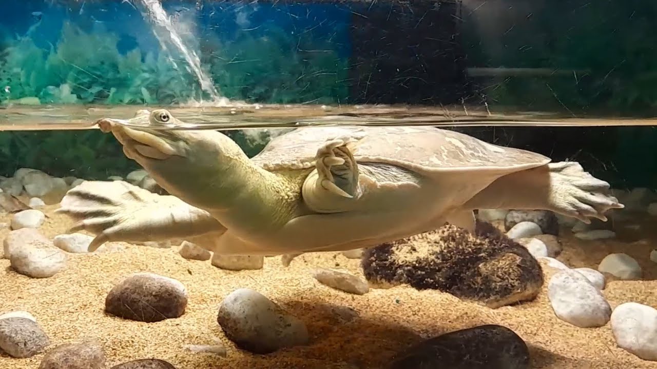 Chinese softshell turtle - YouTube