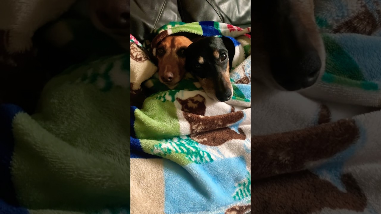 Weenies love a snuggly, rainy weekend 🌧️ #dog #dachshund #weekend - YouTube