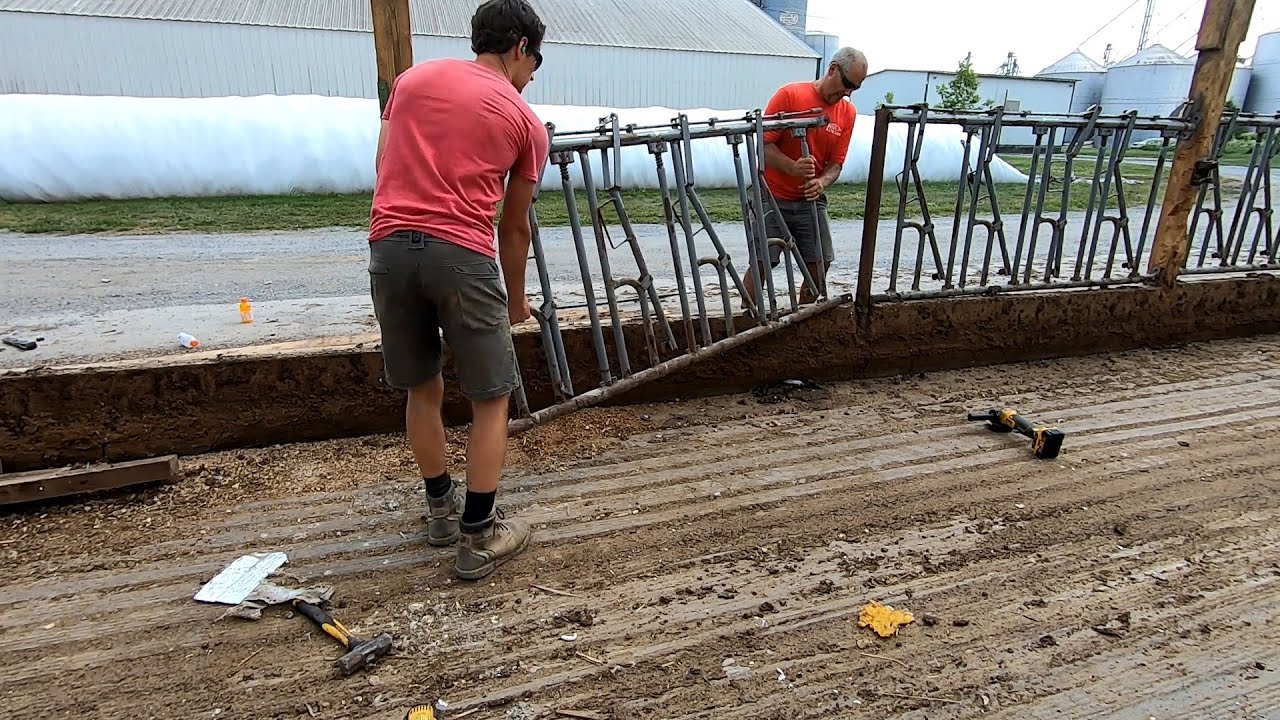 Bedding Heifers & Removing Old Headlocks - YouTube