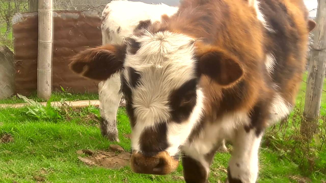 Adaptative Evolution of Cows - YouTube