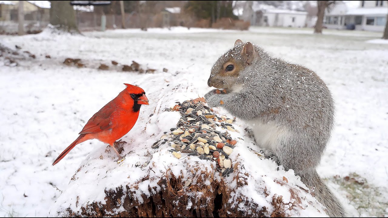 TV For Cats - Cardinals and Squirrels in the Snow - YouTube