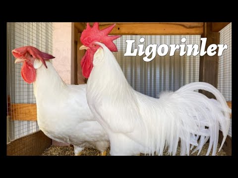 ligorin tavuklar ve üretimi - YouTube