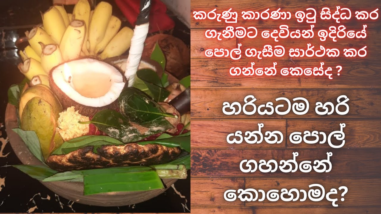 හරියටම හරි යන්න පොල් ගහන්නේ කොහොමද?? WHATS APP 075 14 50917 pol gasima ...