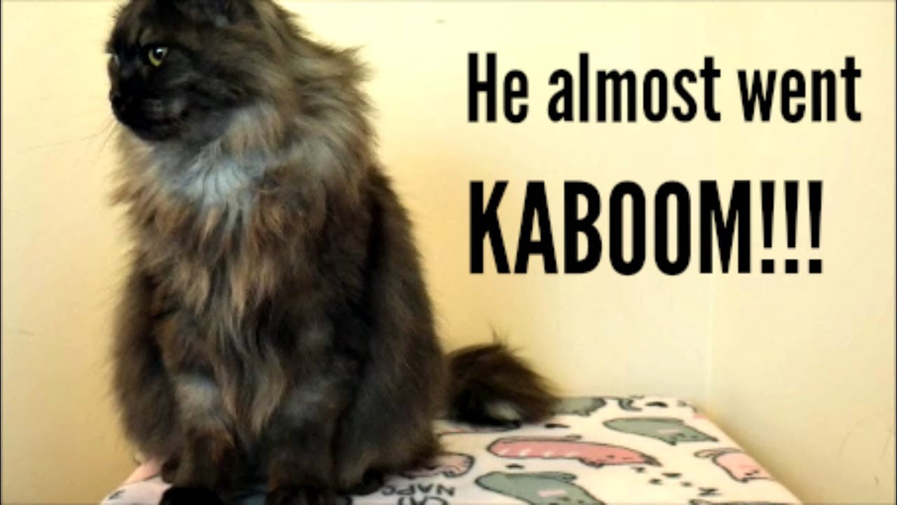 MY CAT ALMOST EXPLODED??? - YouTube