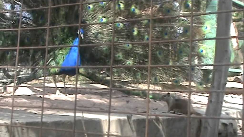 Zoologico; De Tijuana, Baja - California. mex ....!!! - YouTube