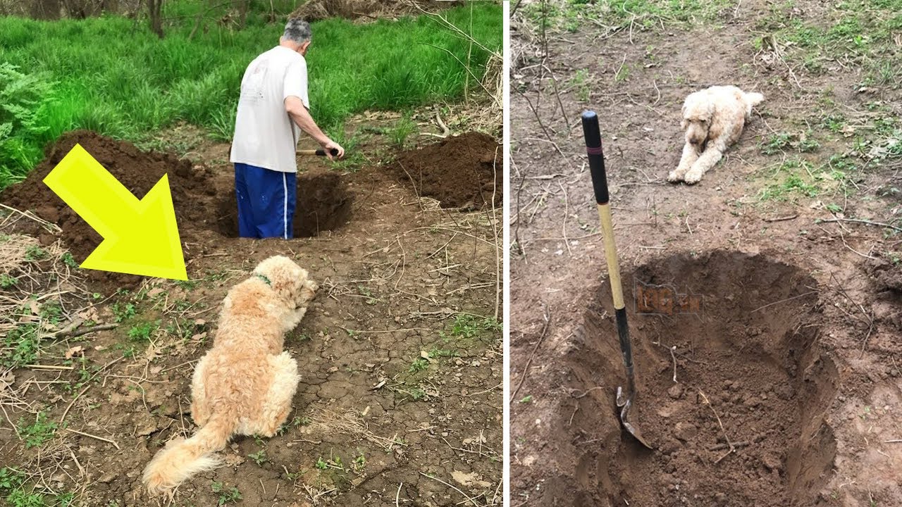 A Man dug a hole to bury his sick dog, but things took an unexpected ...