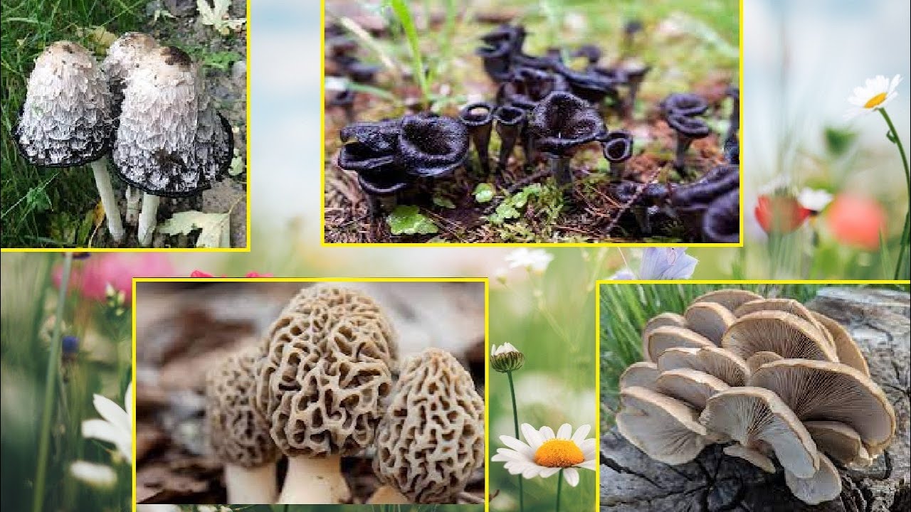 Spring Season Mushrooms - YouTube