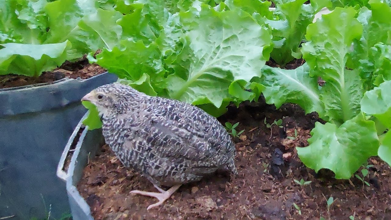 Filhotes de codornas - YouTube