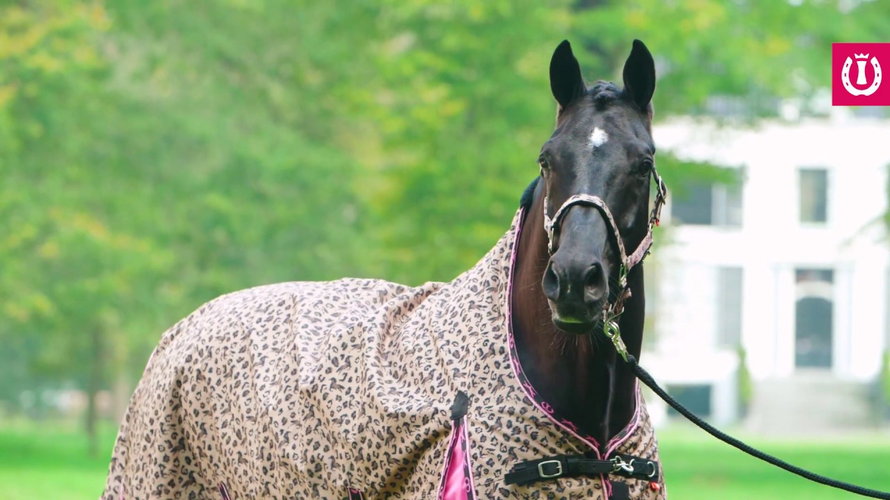 Imperial Riding SS20 Go Wild Leopard - YouTube