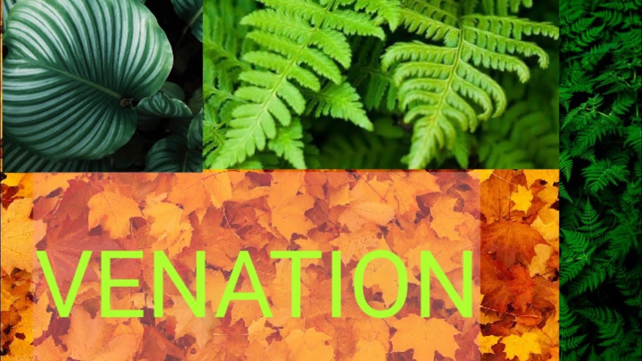 Venation Types Of Venation YouTube venation-types-of-venation-youtube
