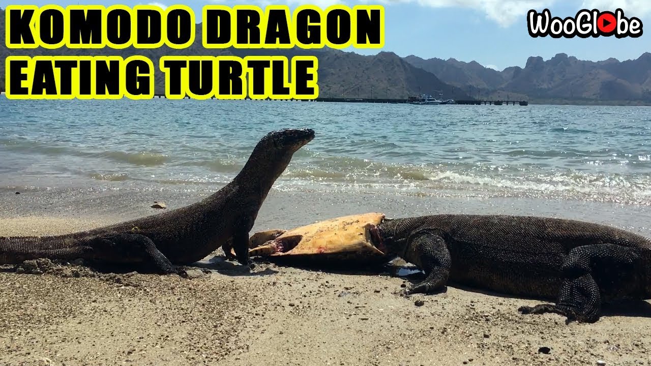 Komodo Dragons Eating Sea Turtle From The Inside || WooGlobe - YouTube