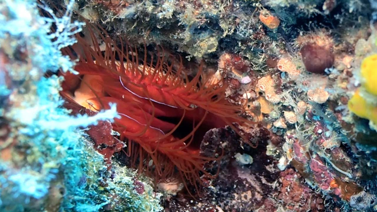 Electric Shellfish - YouTube