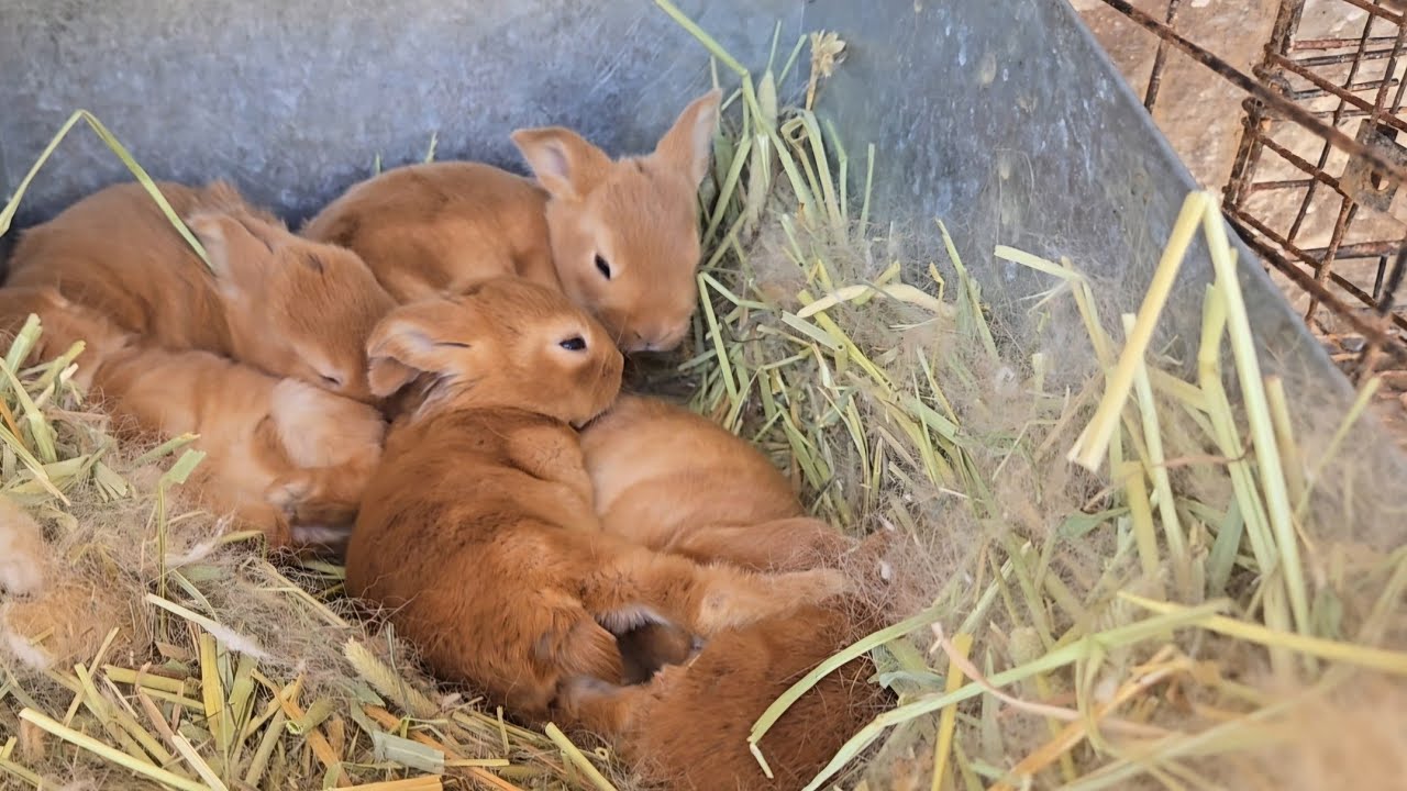 What do 2 week old red New Zealand baby rabbits look like? - YouTube