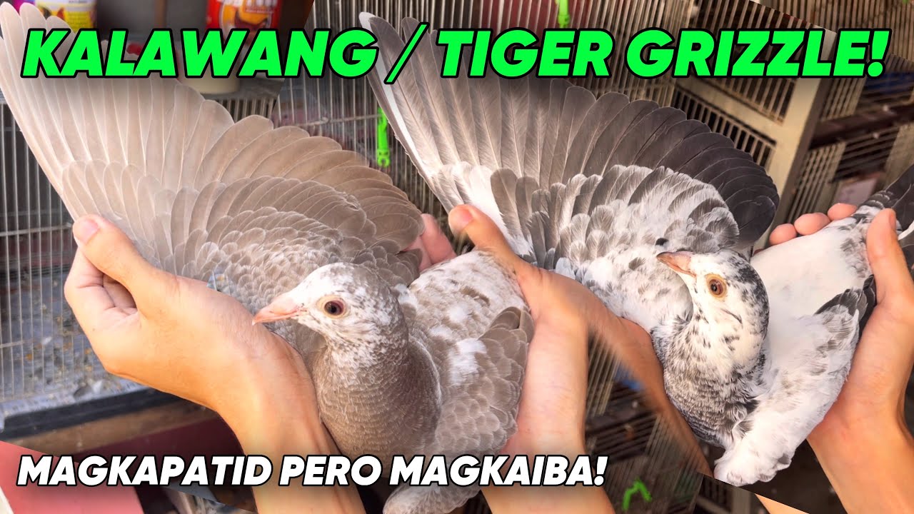 KAMBAL KALAWANG KALAPATI KONG NABREED! - YouTube