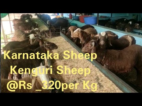 Kenguri Sheep # Karnataka Sheep @ Rs 320Per Kg - YouTube