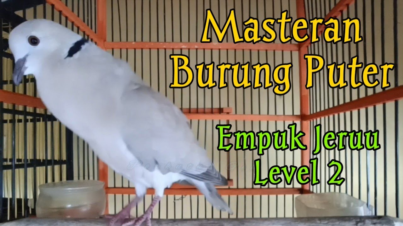 Burung Puter Cocok Untuk Masteran Cukurukuk Empuk Jeruu Level 2 ...