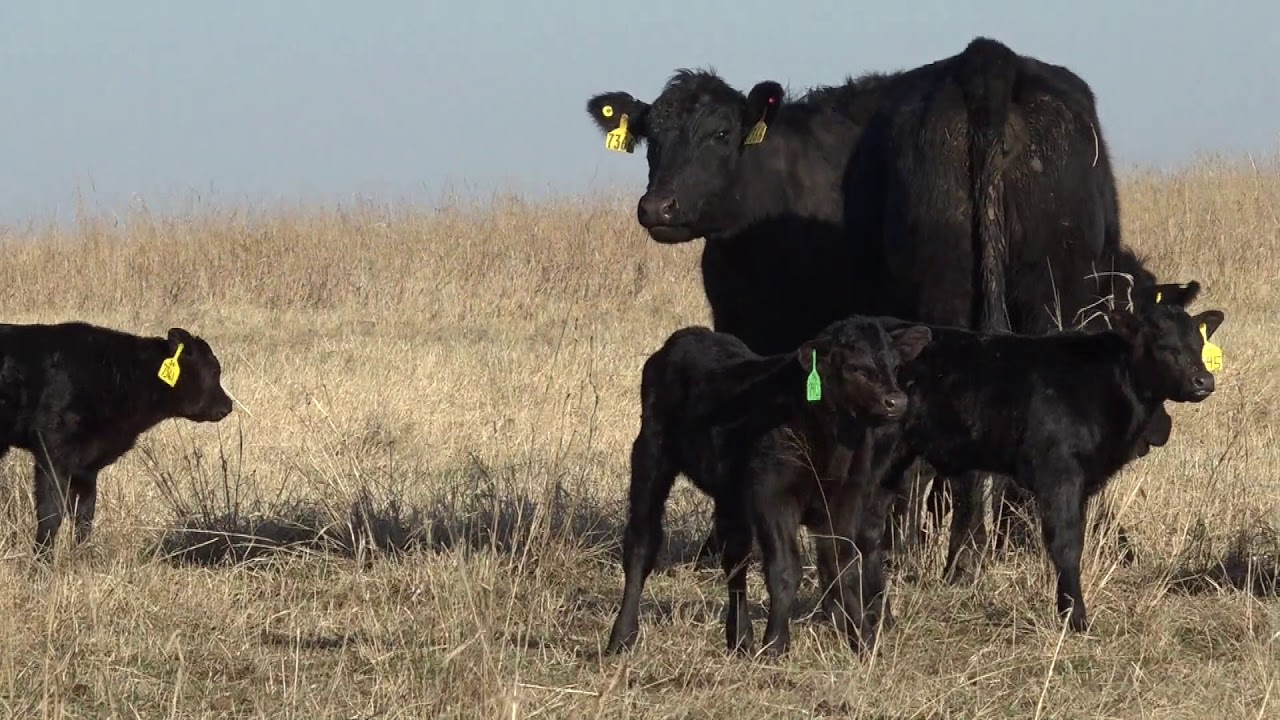 JLB Ranch 2019 Comm'l Spring-Born Pairs - YouTube