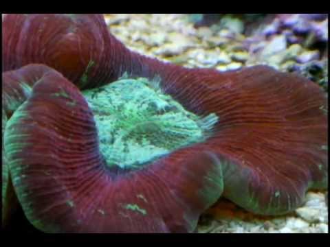 Red Wellsophyllia Open Brain Coral - YouTube