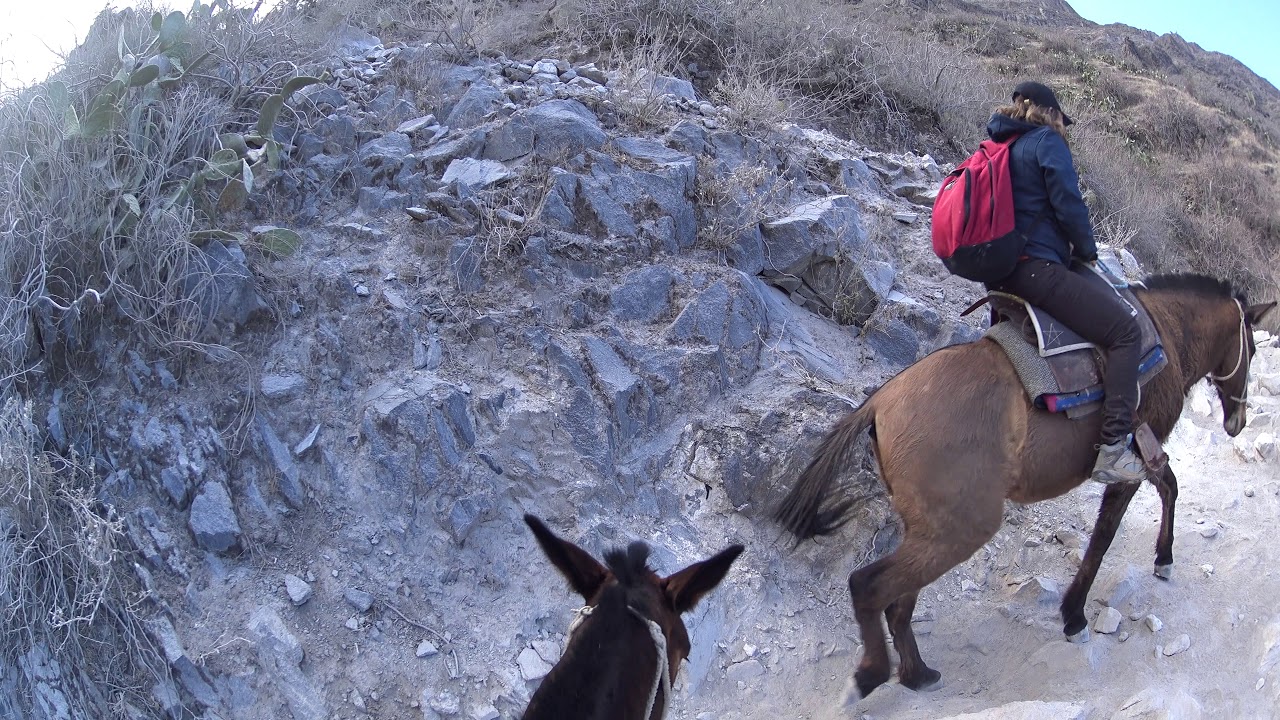 Colca Canyon, ride on the mules - in 4K (UHD) - YouTube