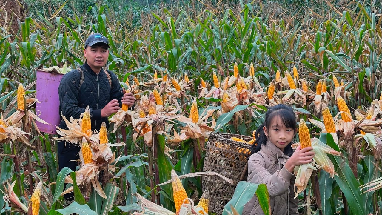 Uncle Dong and Ngoc Han harvest corn on the field. Using corn as food ...