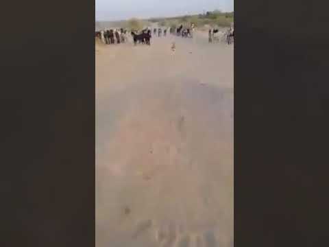 Ceylanı emziren keçi