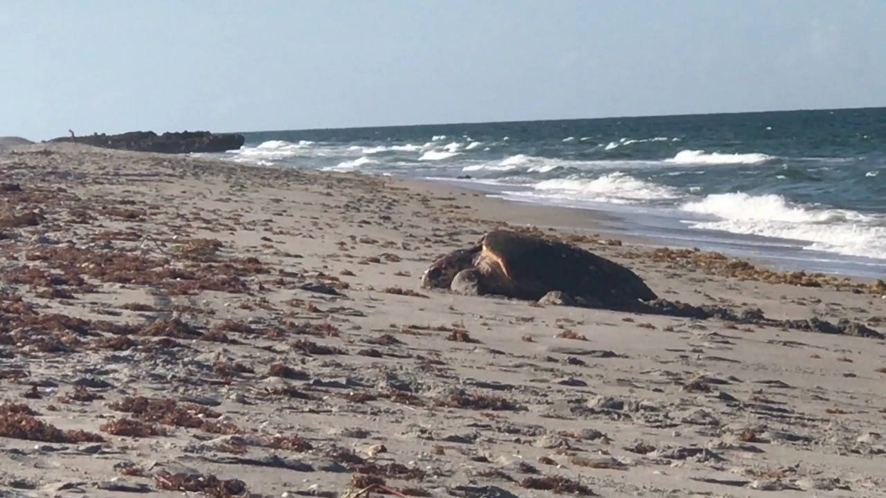 Loggerhead on the Beach - YouTube