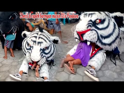 2 bocil di caplok barongan macan NEw Pandawa - YouTube